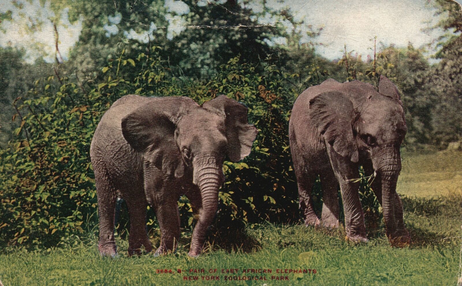 Vintage Postcard 1910's Pair of East African Elephants New York ...