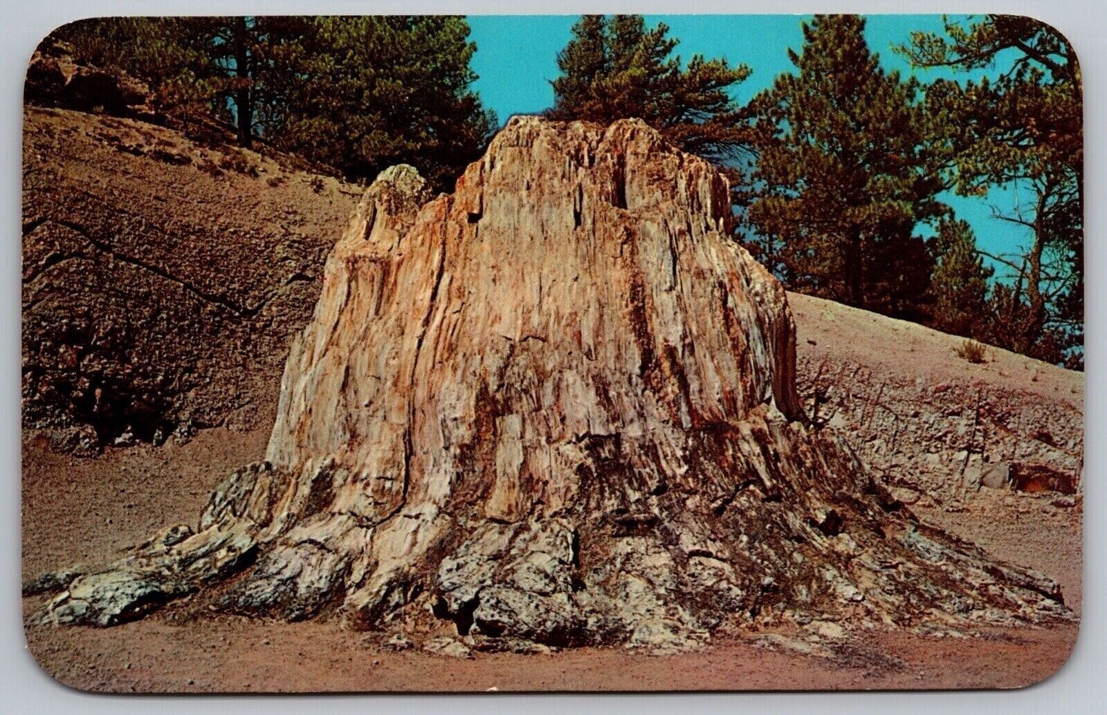 Worlds Largest Petrified Stump Pikes Peak Region CO Colorado Postcard ...