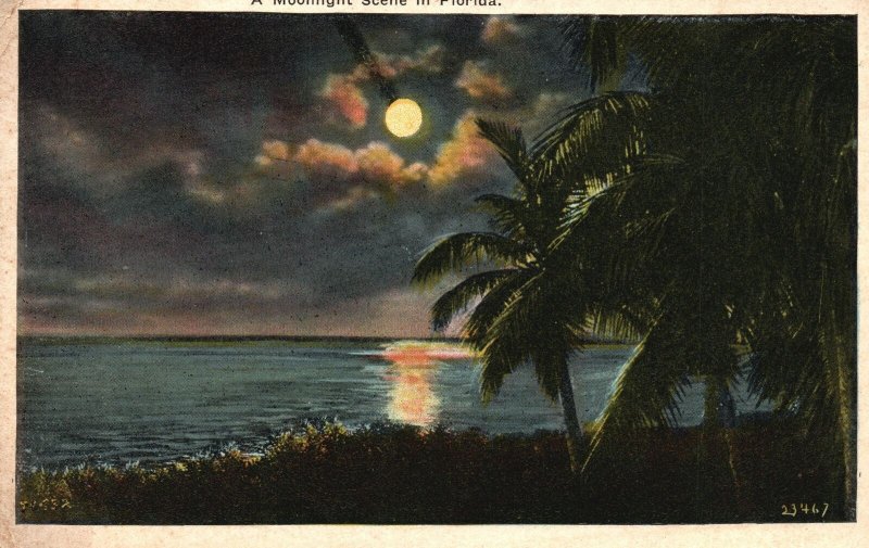 Vintage Postcard 1929 A Moonlight Scene In Florida Palm Trees Lake View ...