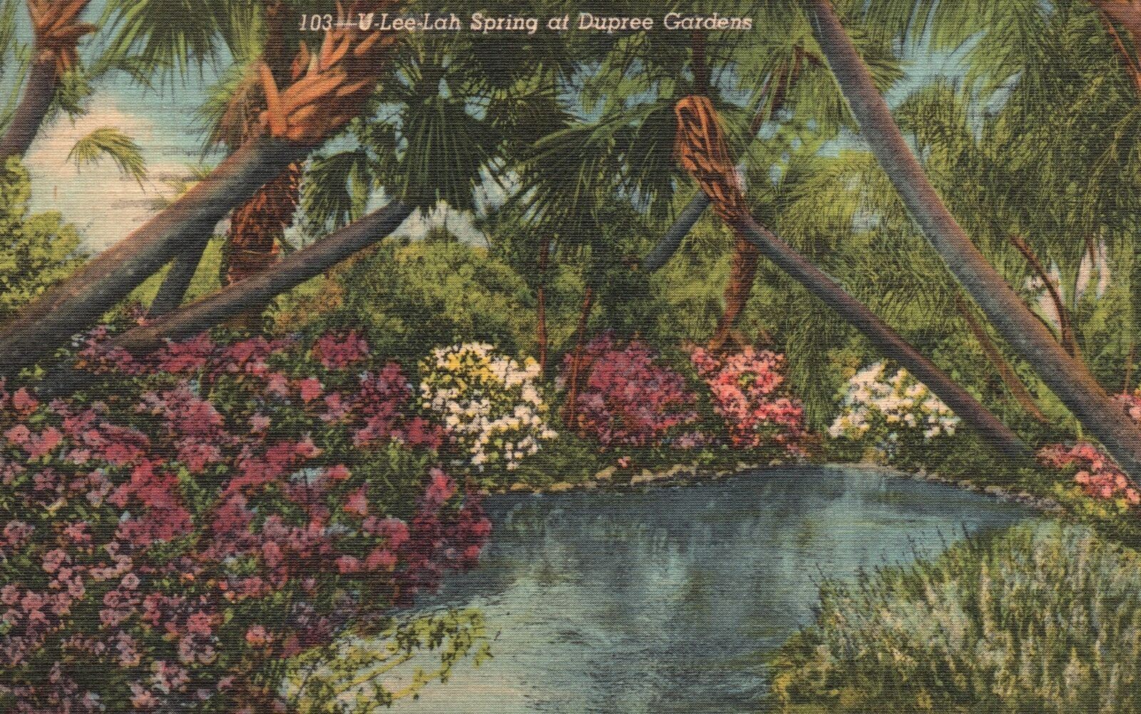 Vintage Postcard 1950 The Famous Dupree Gardens Azaleas Flowers Tampa ...