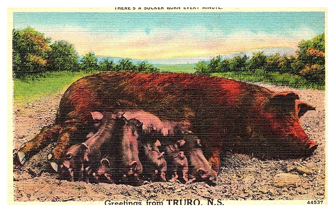 Nova Scotia, Truro, Greetings, Piglets feeding from Mother Pig | Topics ...