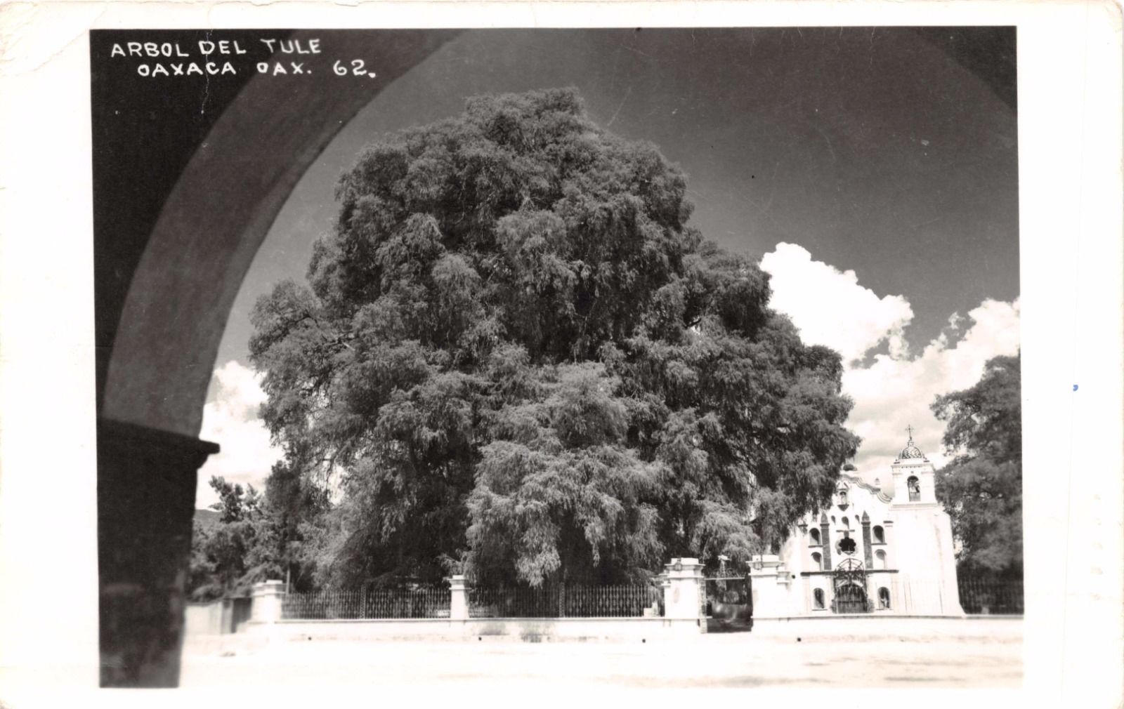 Oaxaca OAX Mexico Arbol DEL Tule~Real Photo Postcard 1950s | Latin ...