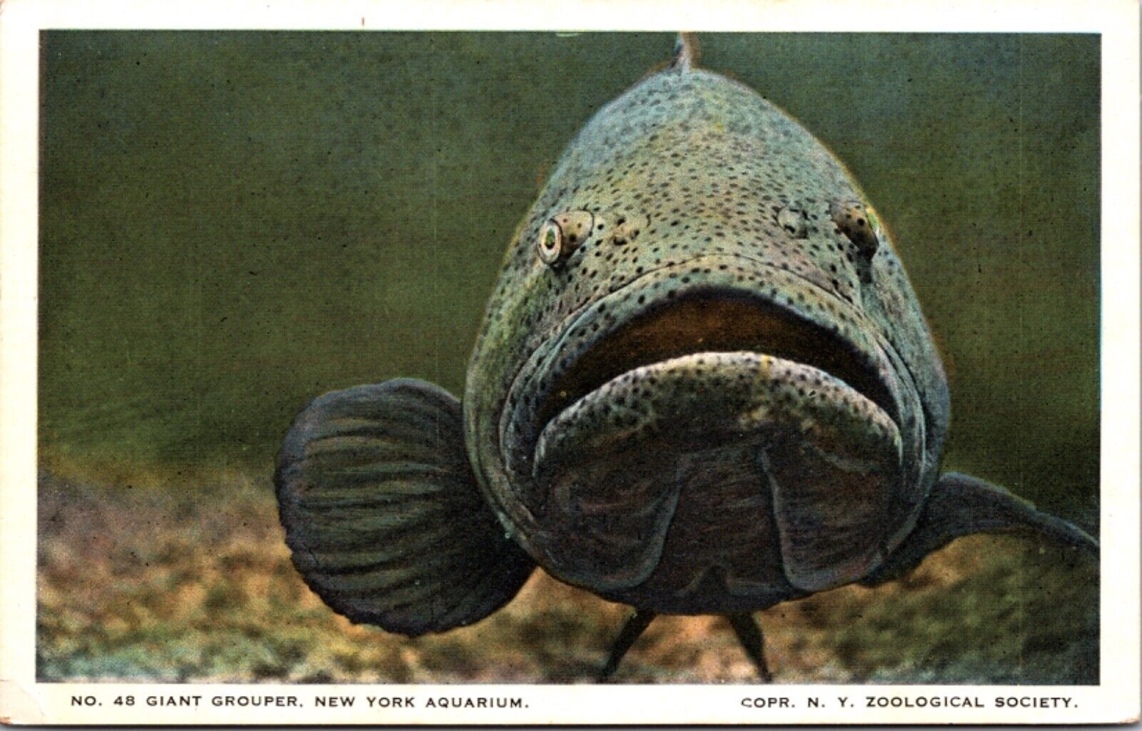 PC No. 48 Giant Grouper at New York Aquarium Brooklyn N.Y. Zoological ...
