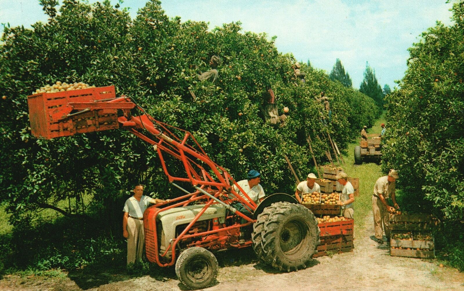 Vintage Postcard Citrus Harvest Farmers Picking Trees Fruits In Boxes ...