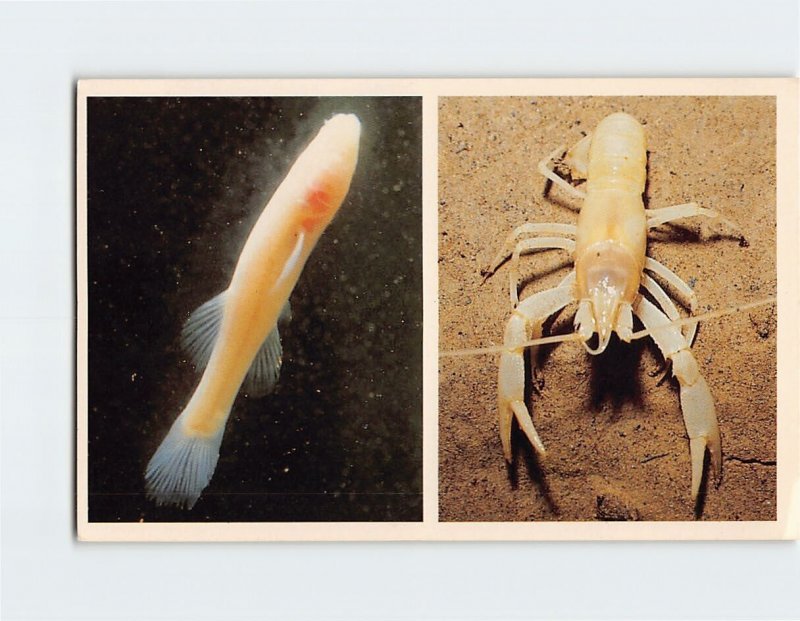 Postcard Eyeless blindfish and blind crayfish, Bluespring Caverns Park ...
