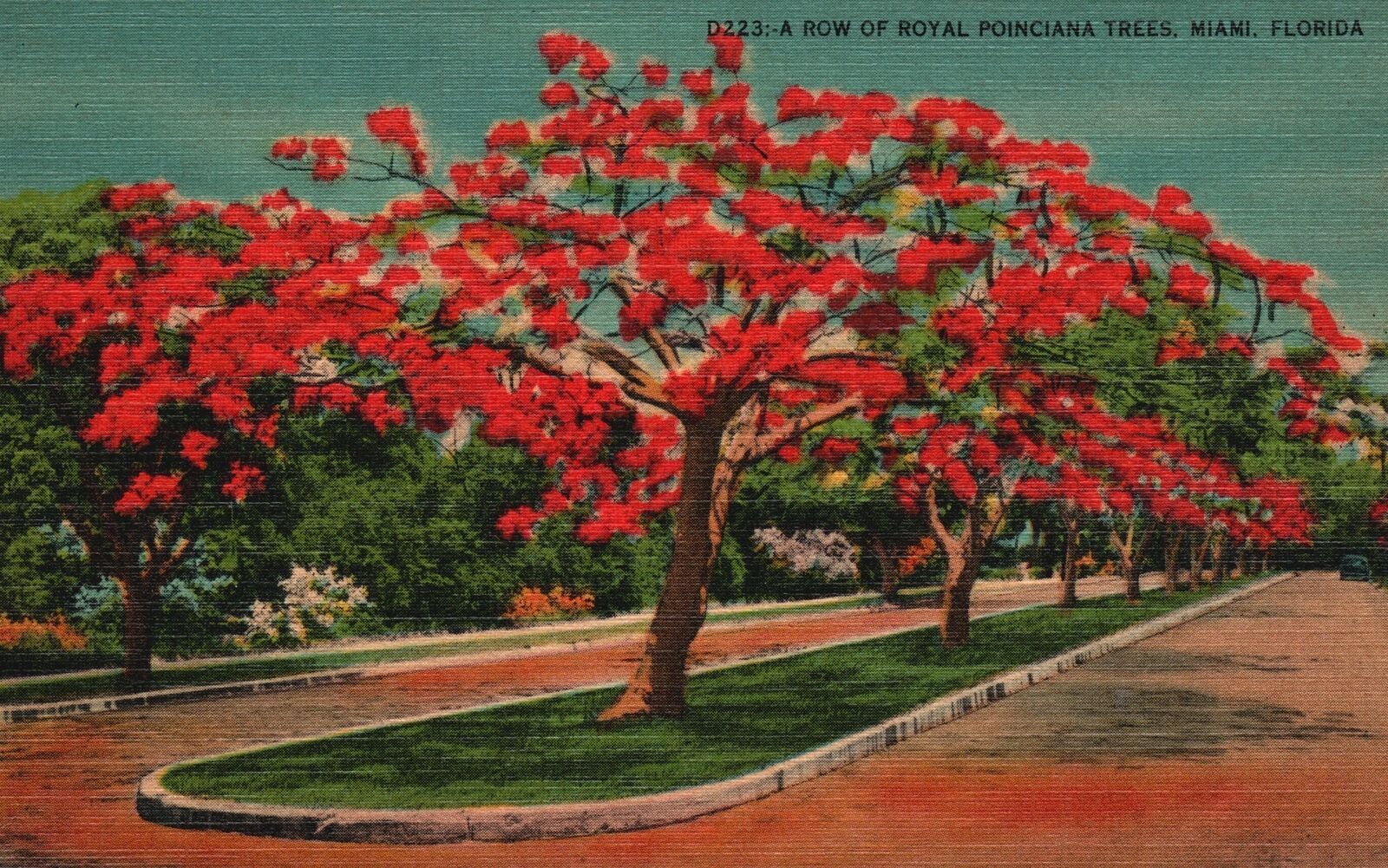 Vintage Postcard 1941 Row of Royal Poinciana Trees Red Flowers Miami ...