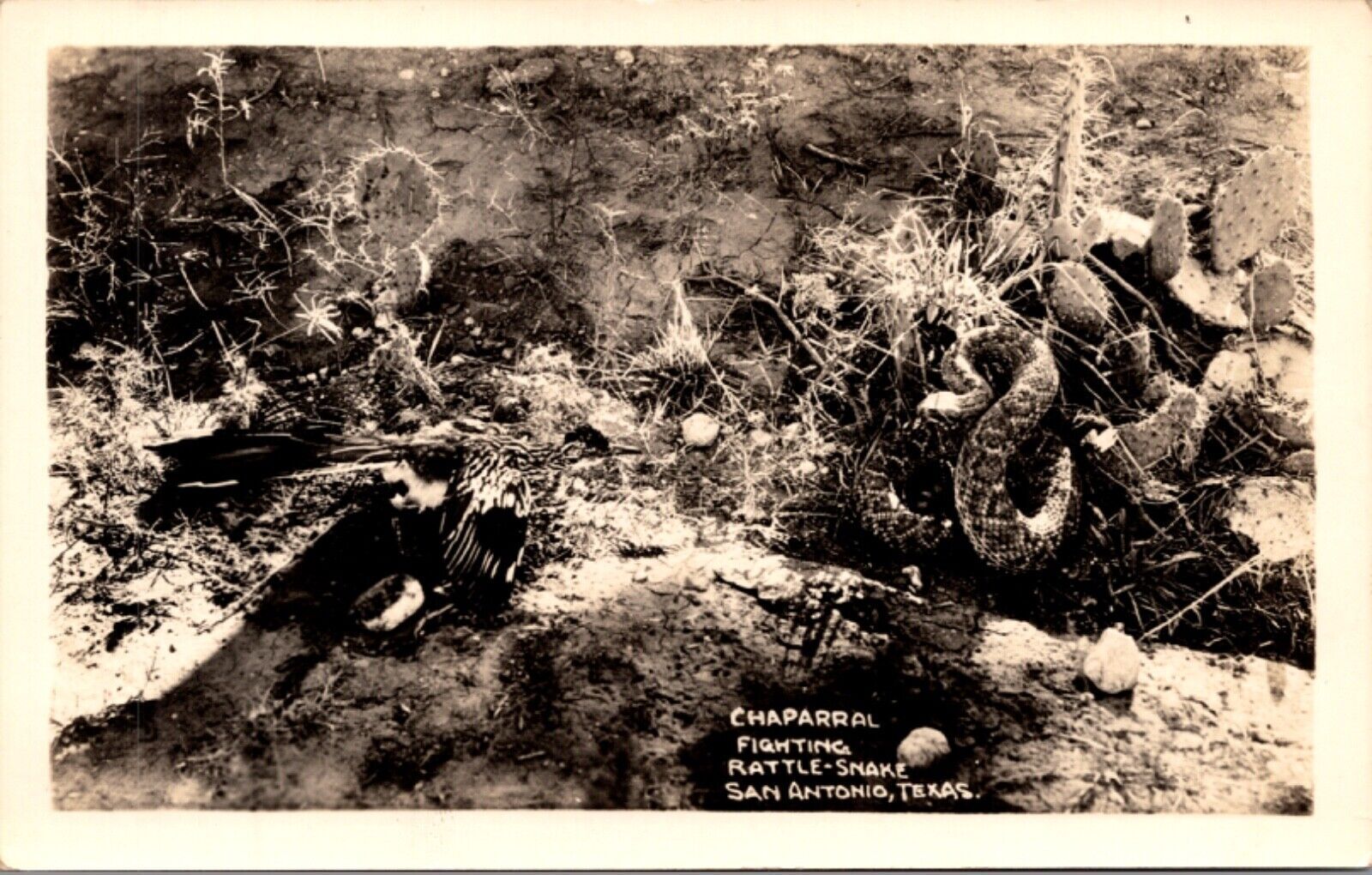 Real Photo Postcard Chaparral Fighting Rattle Snake in San Antonio ...