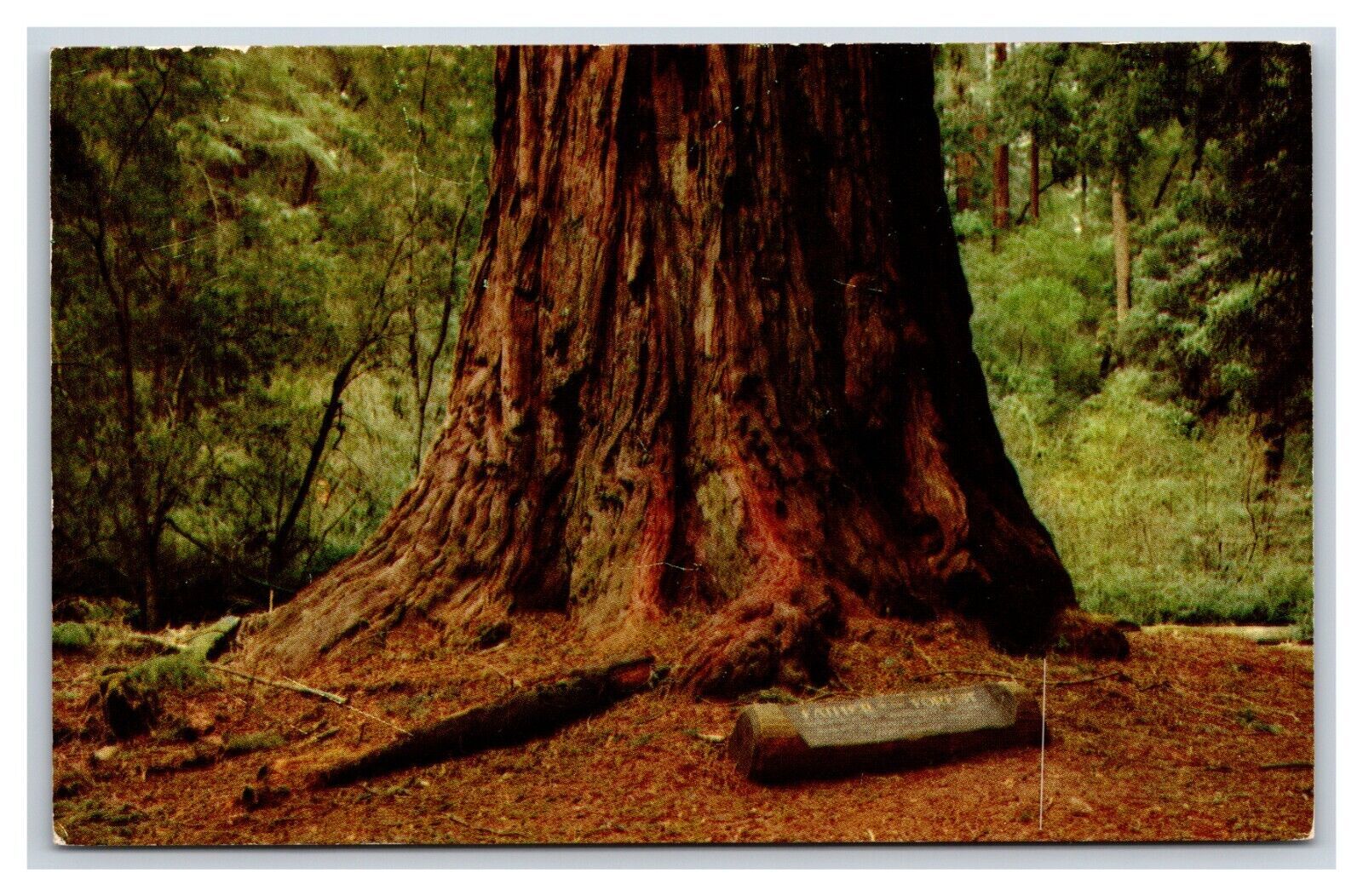 Father of the Forest Tree Big Basin Redwood State Park CA Chrome ...