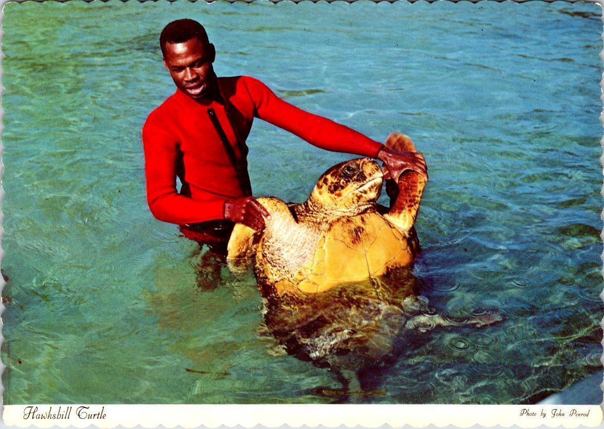 2~4X6 Postcards Bahamas BEACH SCENE & BAHAMIAN MAN Holding HAWKSBILL ...