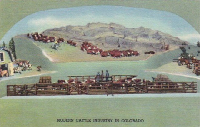 Colorado Denver Modern Cattle Industry Diorama At State Museum Curteich ...