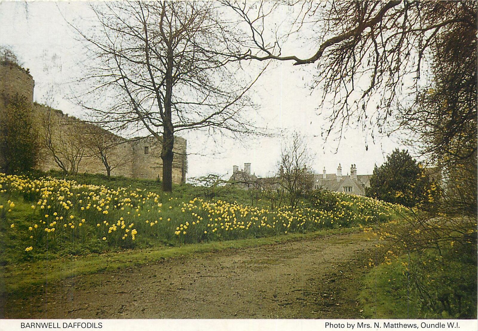 England Barnwell Castle side wall daffodils Postcard | Europe - United ...