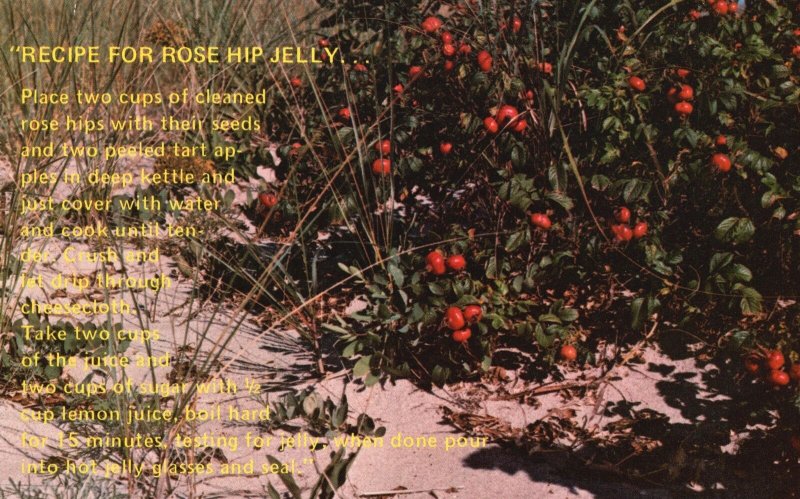 Vintage Postcard Salt Spray Rose Rosa Rugosa Mild Hip Jelly Chatham ...