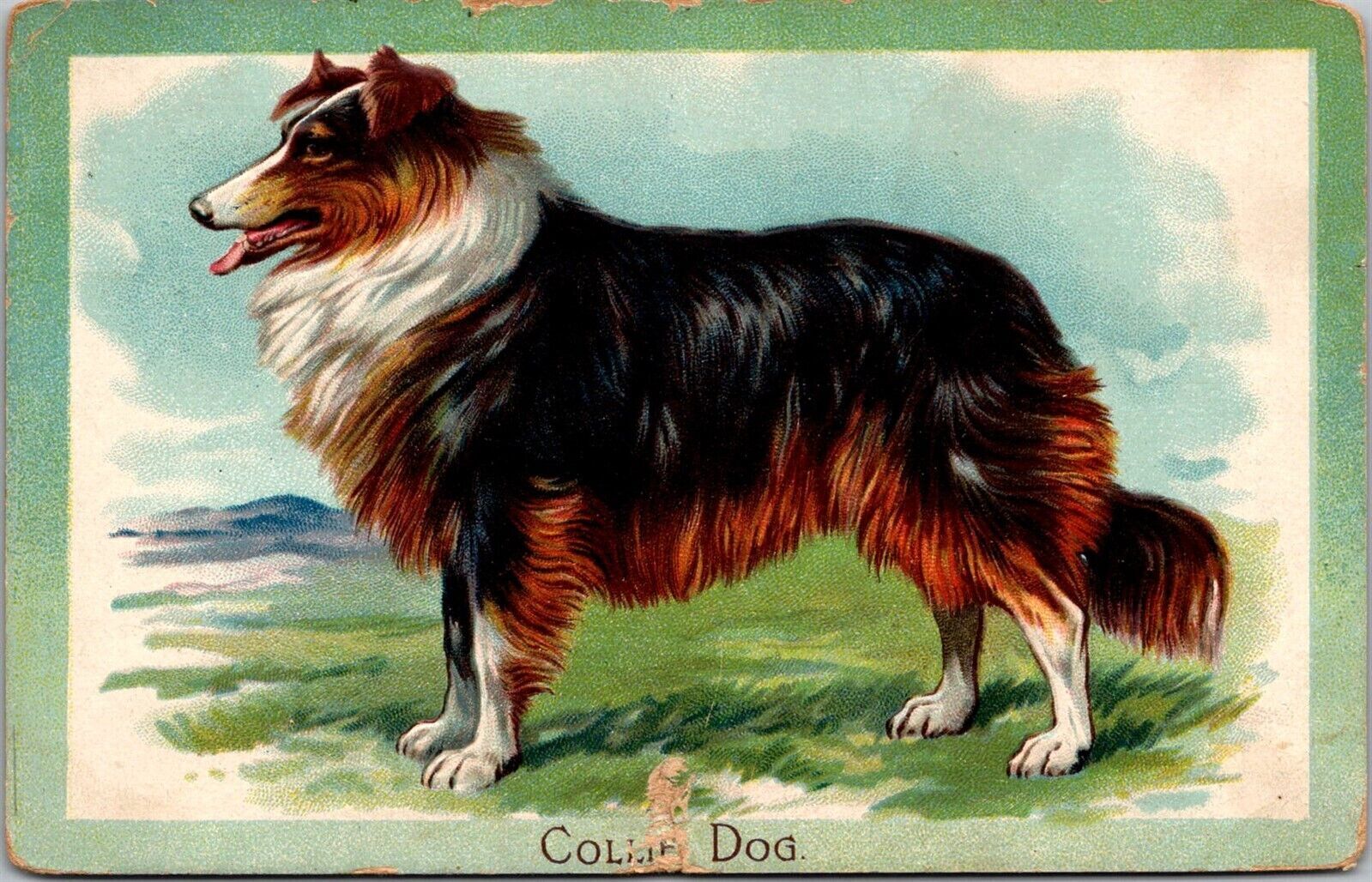 The Scotch Collie Dog, Tucks 400 Domestic Animals Vintage Postcard X52 ...