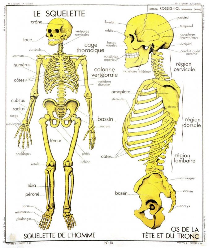 The Human Skeleton Le Squelette School Education Wall Chart Postcard ...
