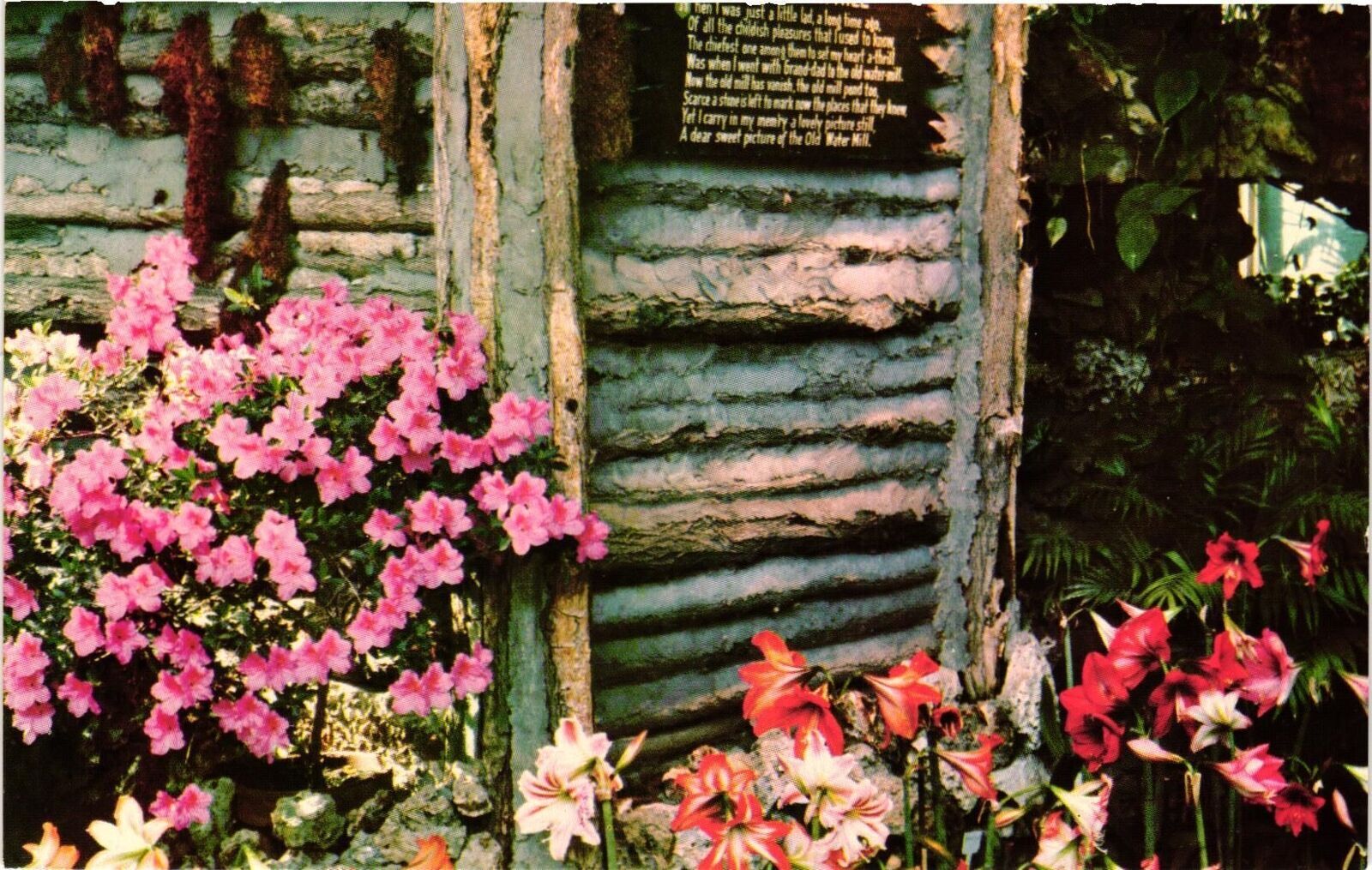 Vintage Postcard- Azaleas and Amaryllis, Jewel Box, Forest Park, St ...