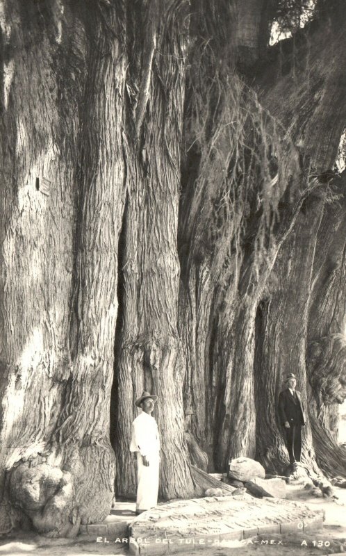 Vintage Postcard 1900's View of The Tree El Árbol del Tule Oaxaca ...