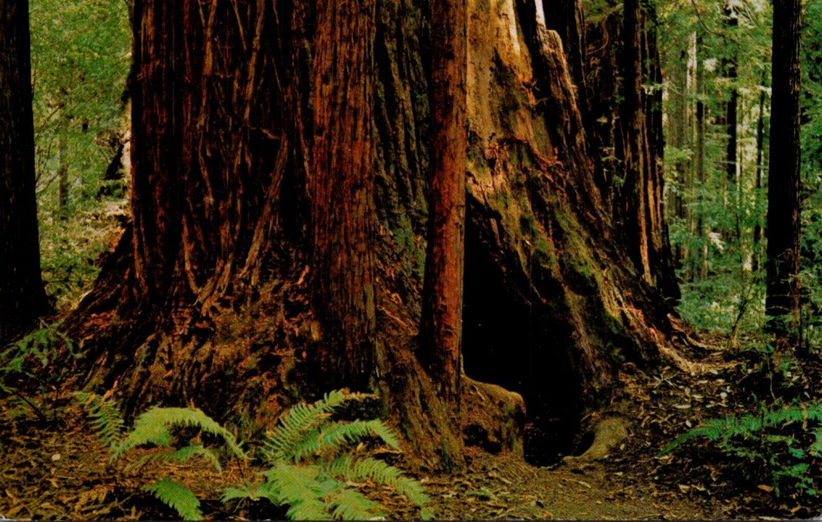 California Cowell Redwoods Park Giant Redwood Trees | United States ...