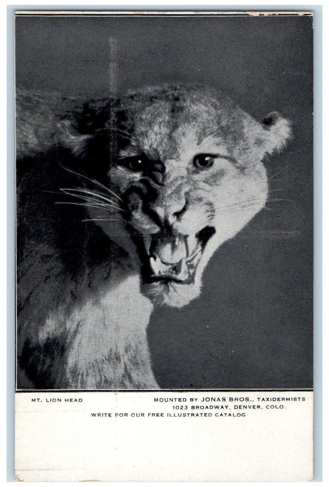 c1950's Mt. Lion Head Illustration Drawing Young Lions Fang Unposted ...