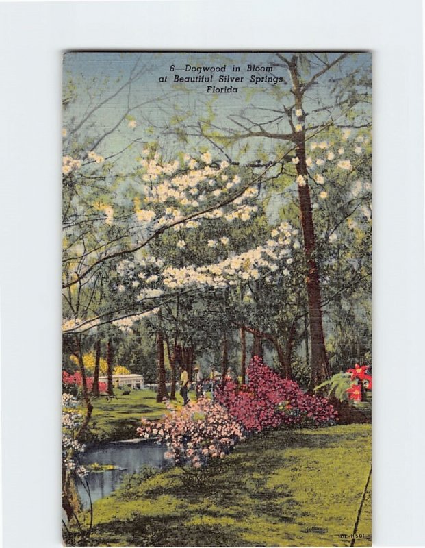 Postcard Dogwood in Bloom at Beautiful Silver Springs, Florida | United ...