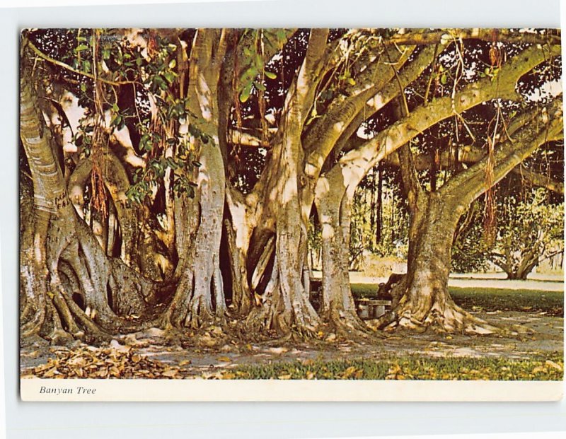 Postcard Banyan Tree in the Grounds of Ringling Museum Sarasota Florida ...