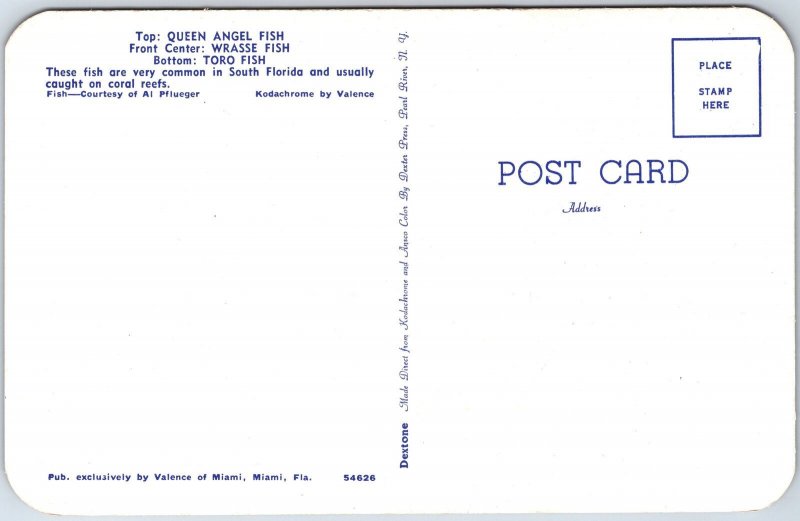 Vintage Postcard Queen Angel Fish Wrasse Fish & Toro Fish Valence ...
