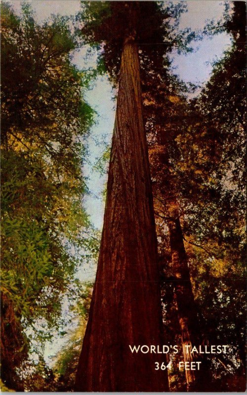 California Red Wood Highway Founders Tree World's Tallest Tree 364 Feet ...
