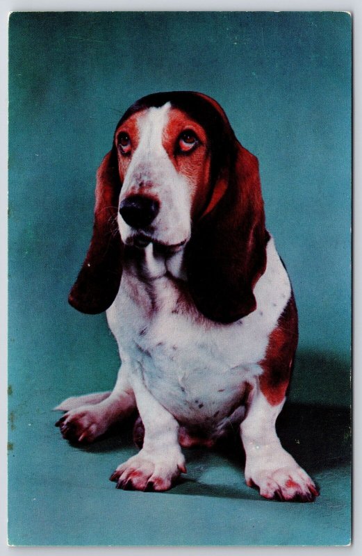 Basset Hound Dog Illustration Pet Photograph Sad Face Postcard | Other ...
