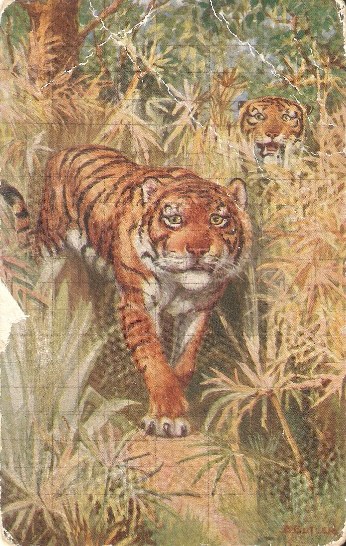 "Bengal Tiger by B. Butler" Tuck Oilette Wild Animals Series PC #3001 ...