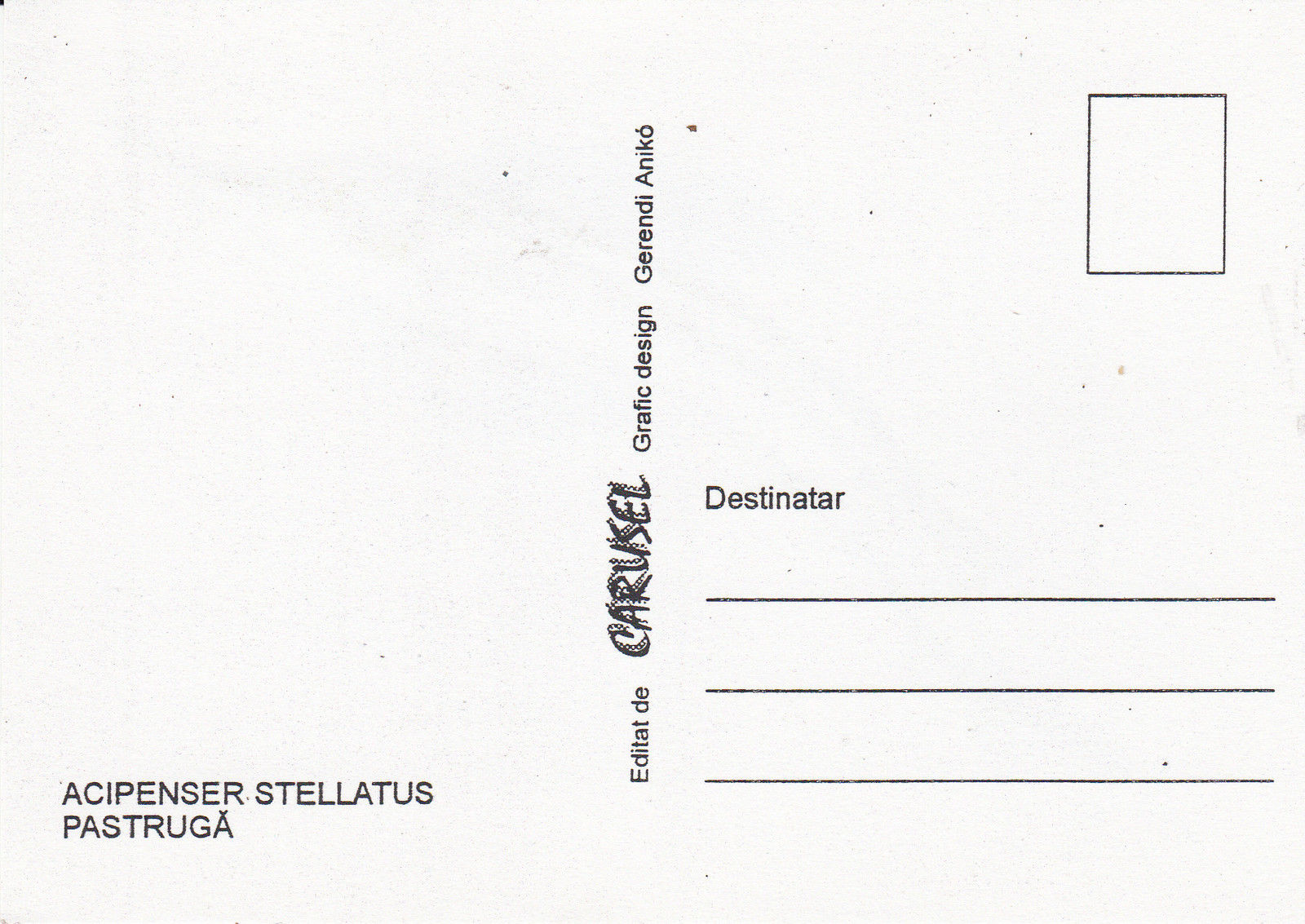 ACIPENSER STELLATUS (PASTRUGA) Starry sturgeon FISH | Topics - Animals ...