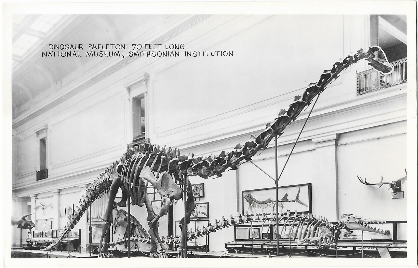RPPC Dinosaur Skeleton 70 Ft Long National Museum Smithsonian ...