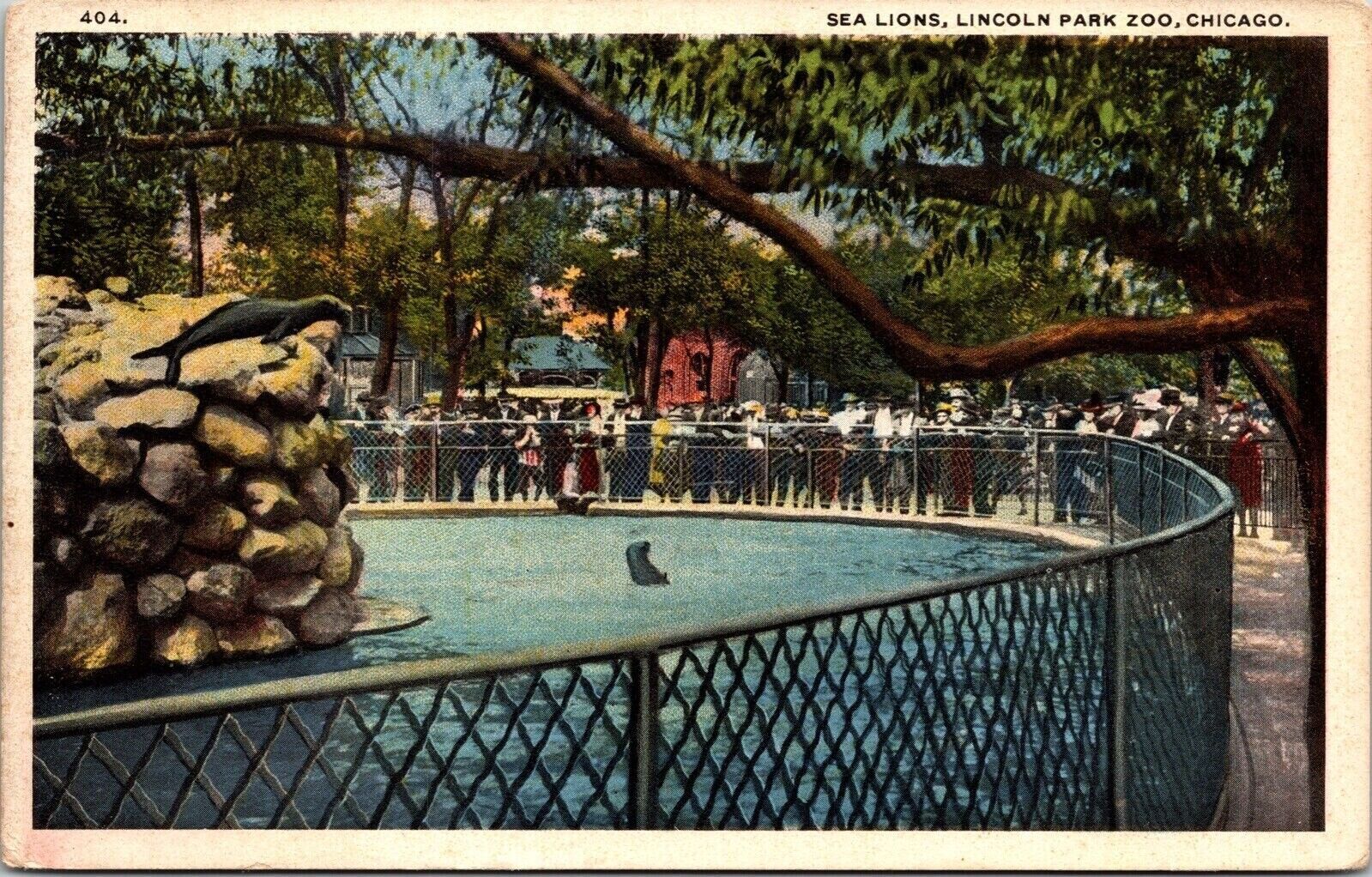 Sea Lions Lincoln Park Zoo Chicago Illinois Animals North Cornelia Ave ...