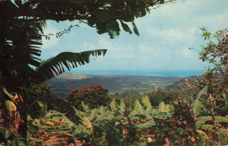 1963 Tropical Rain Forest El Yunque Puerto Rico Postcard 2R3-430 ...