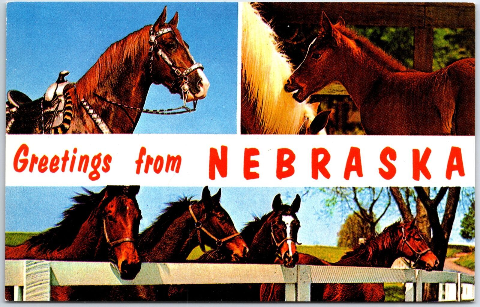 Vintage Postcard Multiple Horses Scenes Greetings From Nebraska 1960s ...