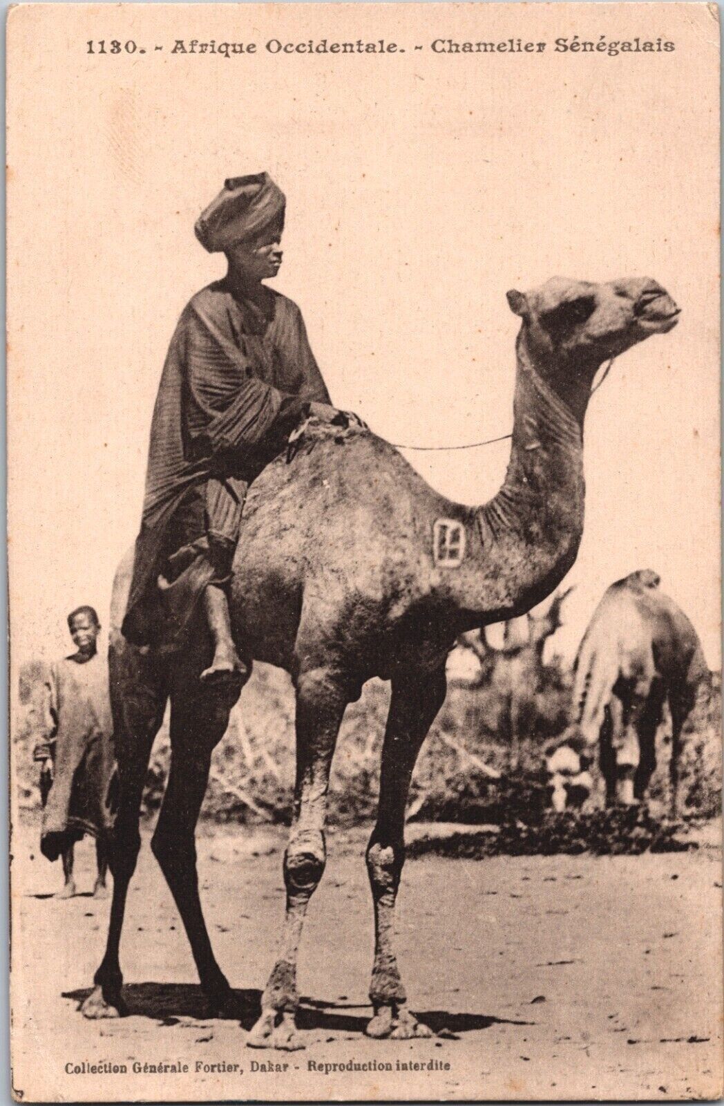 Senegal Dakar Native Senegalese Cameleer Camel Vintage Postcard 05.30 ...