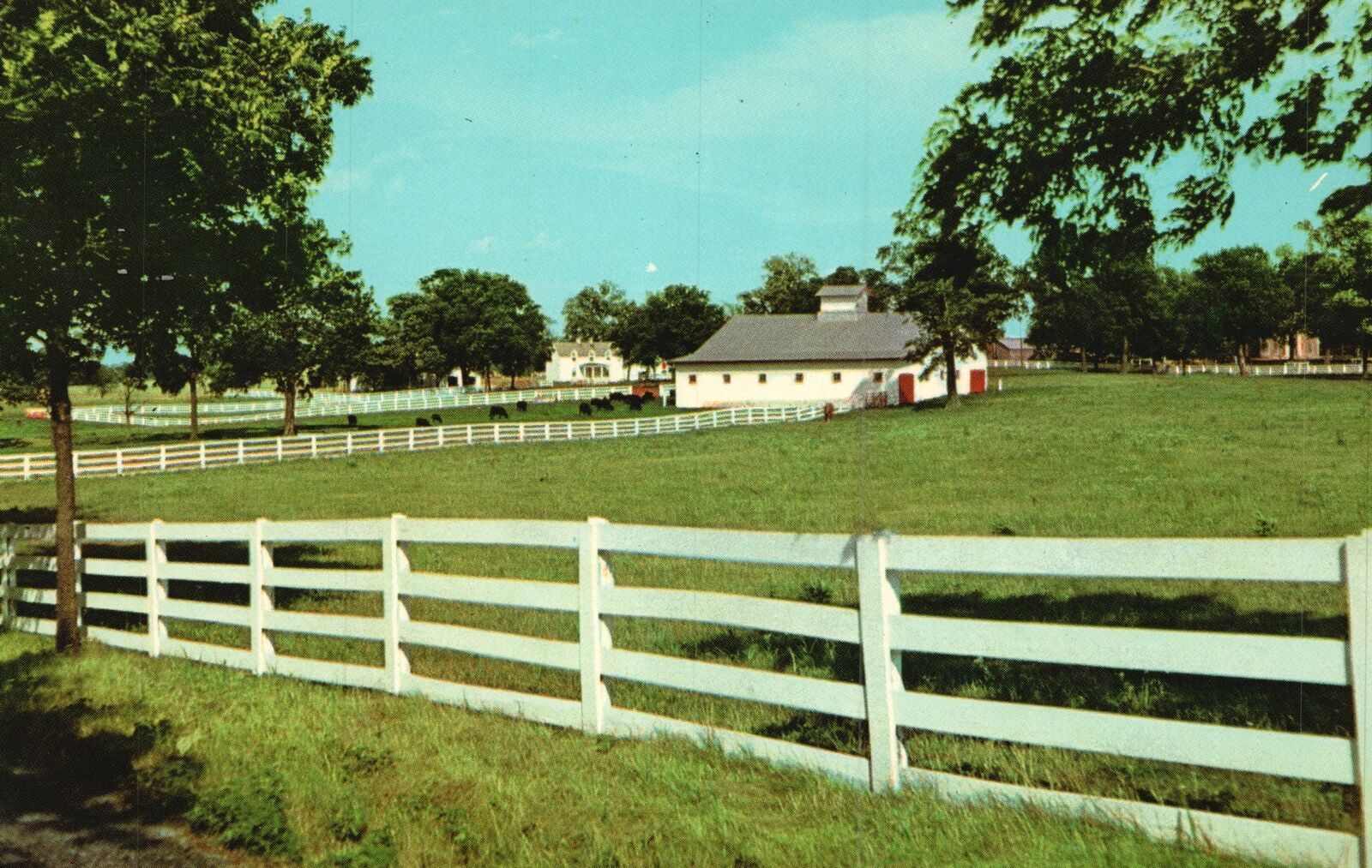 Vintage Postcard Picturesque Horse Farm Blue Grass Region Lexington ...