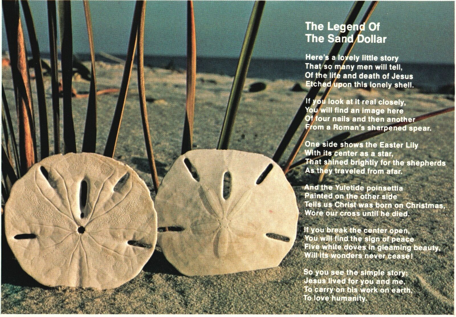 Vintage Postcard The Legend of Carolina Sand Dollars Sea Life Sea ...