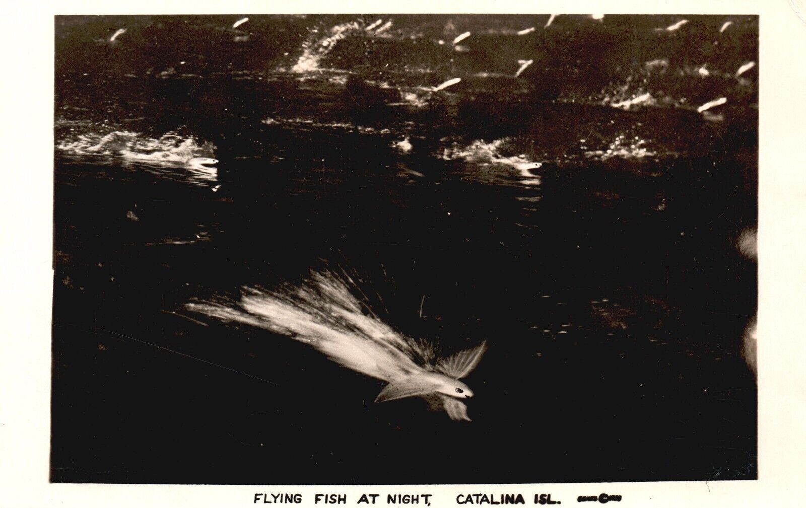 Postcard Real Photo Fly Fishing in Water at Night Catalina Island RPPC ...