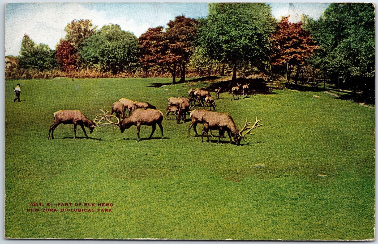 Vintage Postcard Herd of ELK in the New York Zoological Park (Bronx Zoo ...