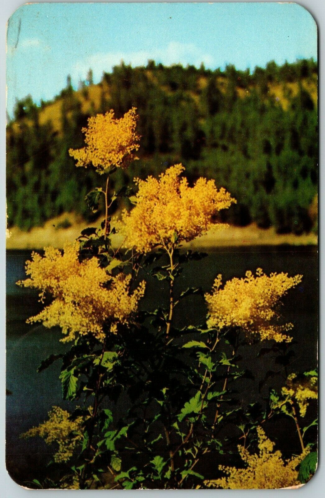 Ocean Spray, Wild Shrub of Northern Idaho - Postcard | United States ...