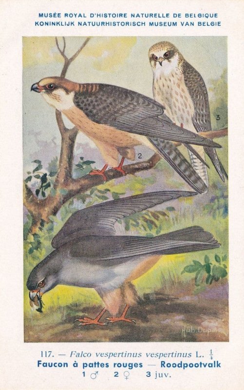 Red Footed Falcon Falco Vespertinus WW2 Antique Bird Postcard | Topics ...