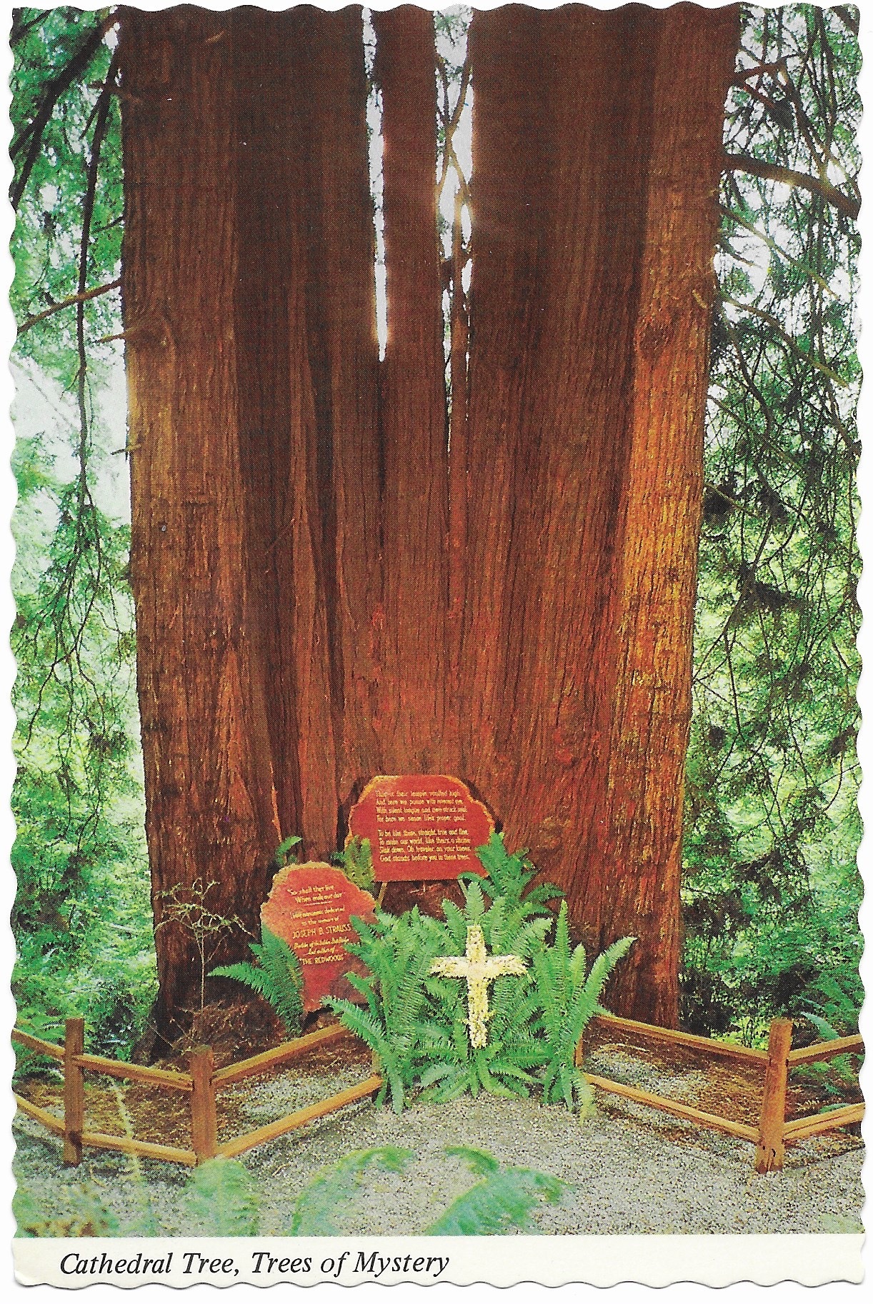 California, World's largest natural cathedral tree. Redwood Highway, CA ...