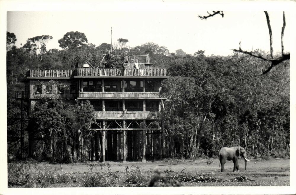 kenya, NYERI, Treetops with Elephant (1950s) RPPC | Africa - Other ...
