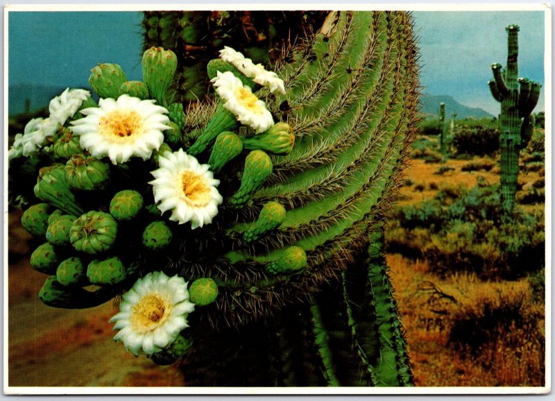 Vintage Continental Size Postcard Saguaro Cactus Flowers in the Spring ...