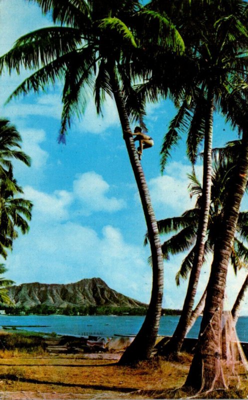 Hawaii Waikiki Beach Tree Climber With Diamond Head In Background 1972 ...