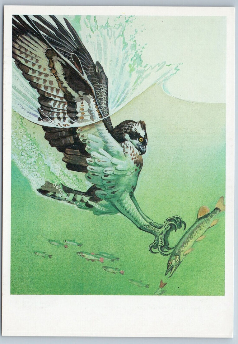 1990 OSPREY HAWK Red list Wild BIRD Eagle Wings Soviet USSR Postcard ...