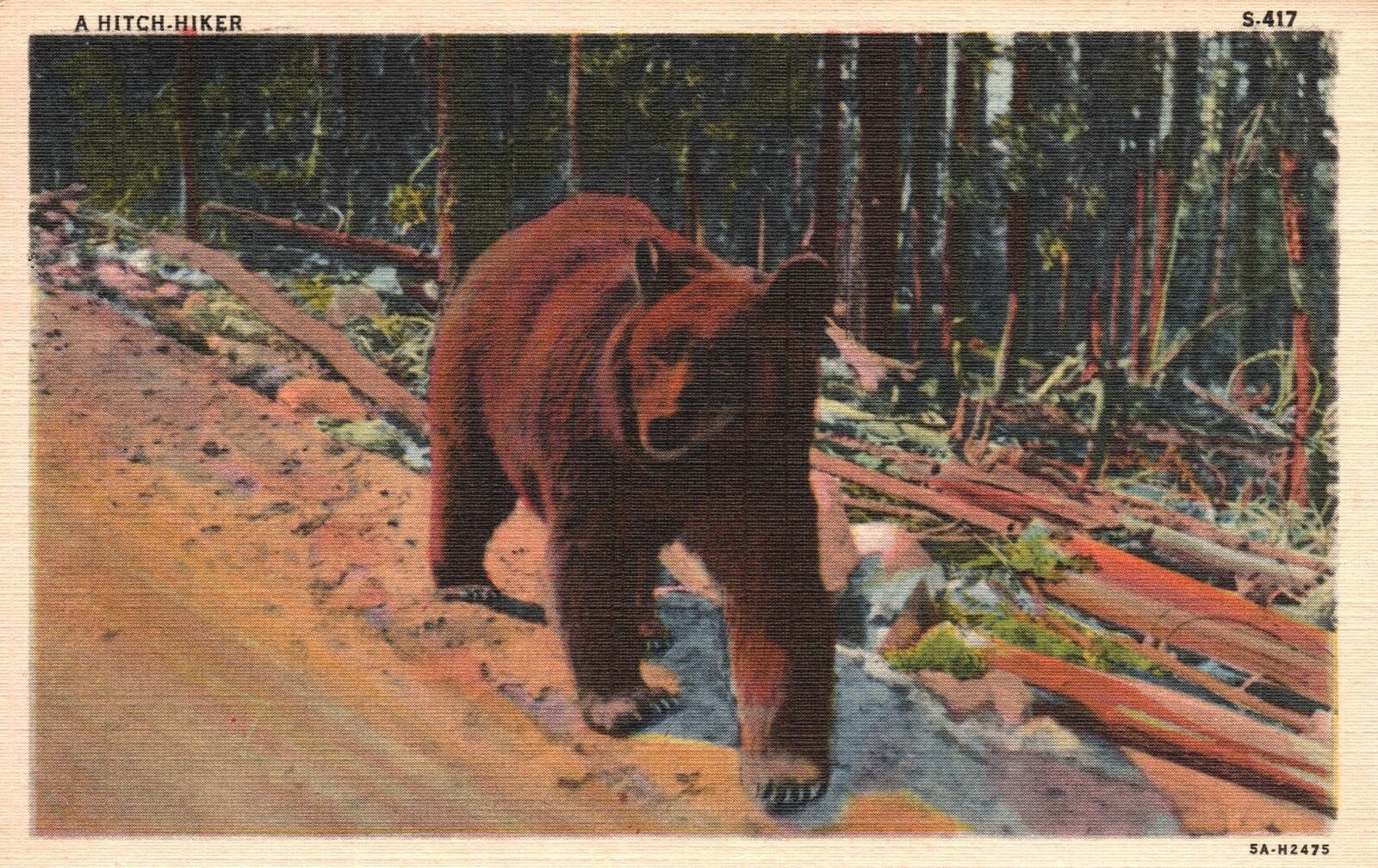 Vintage Postcard 1947 A Hitch Hiker Animal Scene Big Brown Bear in ...