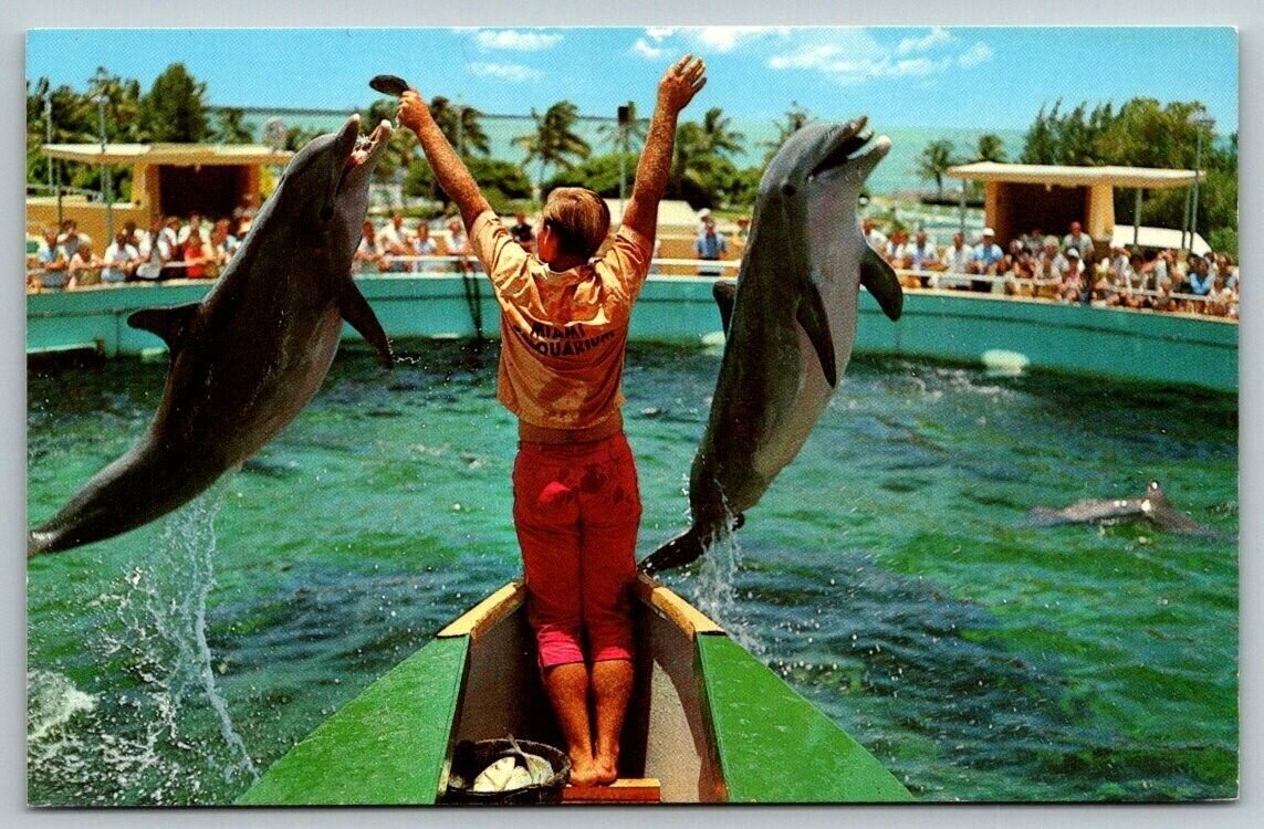 Porpoises Jumping For Fish Miami Florida Seaquarium Postcard | United ...