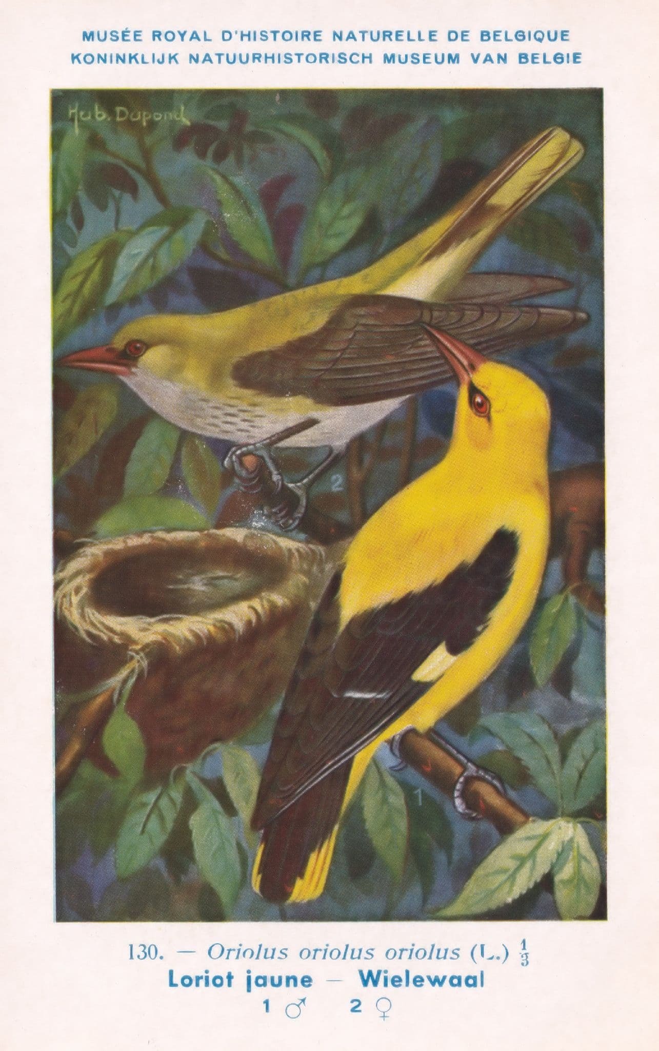 Eurasian Golden Oriole Oriolus Oriolus WW2 Bird Vintage Rare Postcard ...