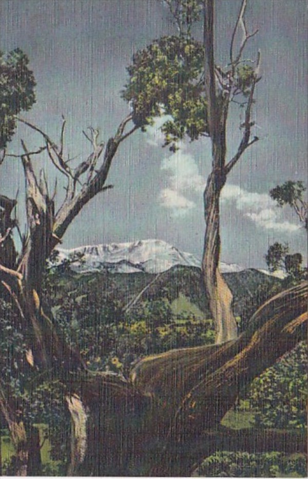 Colorado Vista Of Pikes Peak Through The Old Cedar Trees Curteich ...
