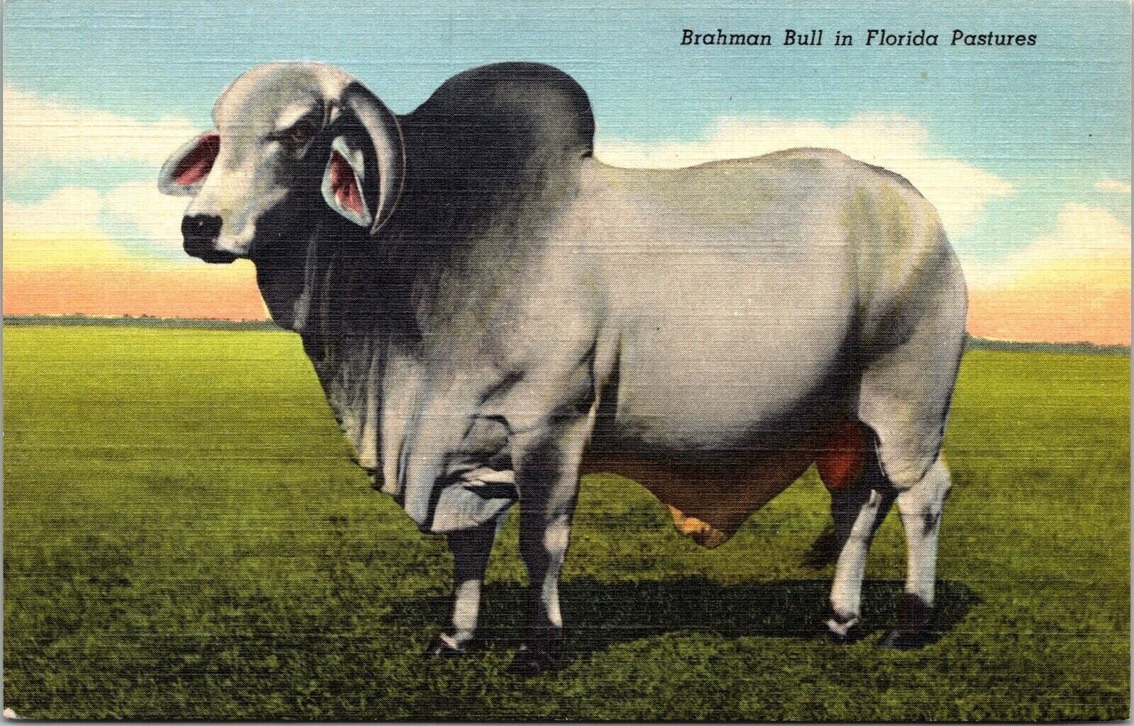 Brahman Bull Florida Pastures FL Cattle Shorthorn Angus Brahama Linen ...